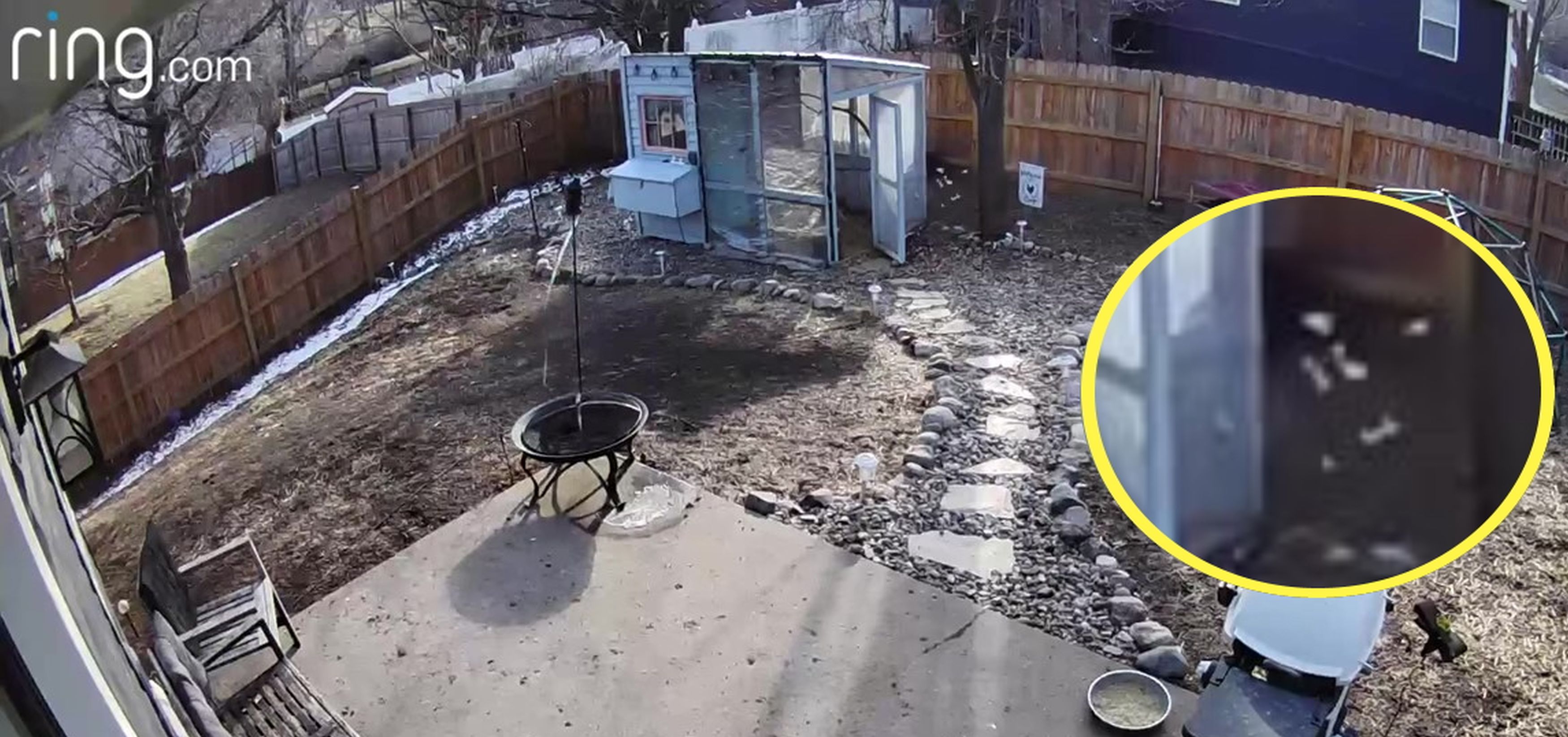 ROOSTER DEFENDS CHICKENS FROM HAWK – Wild Sightings