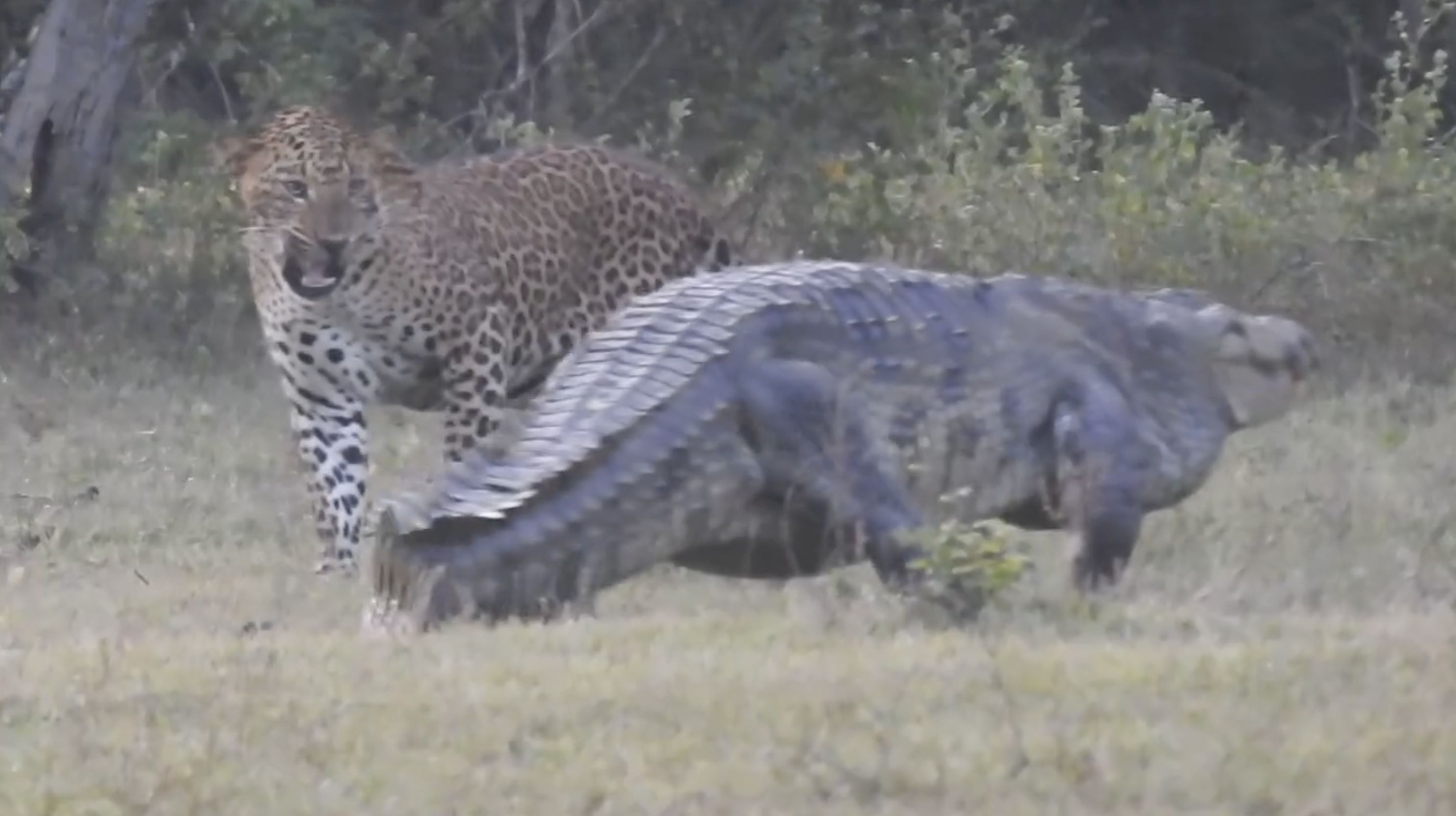 LEOPARD AND CROCODILE ARGUMENT – Wild Sightings