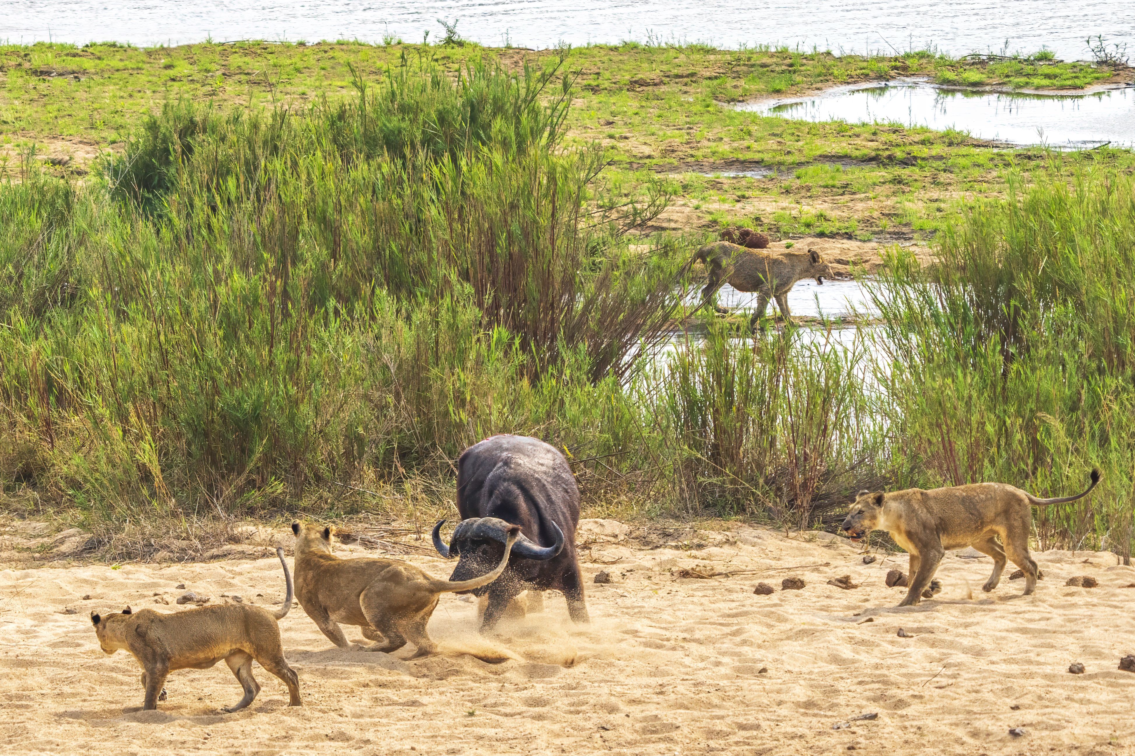 BUFFALO SURVIVES 9 LION ATTACK - Wild Sightings